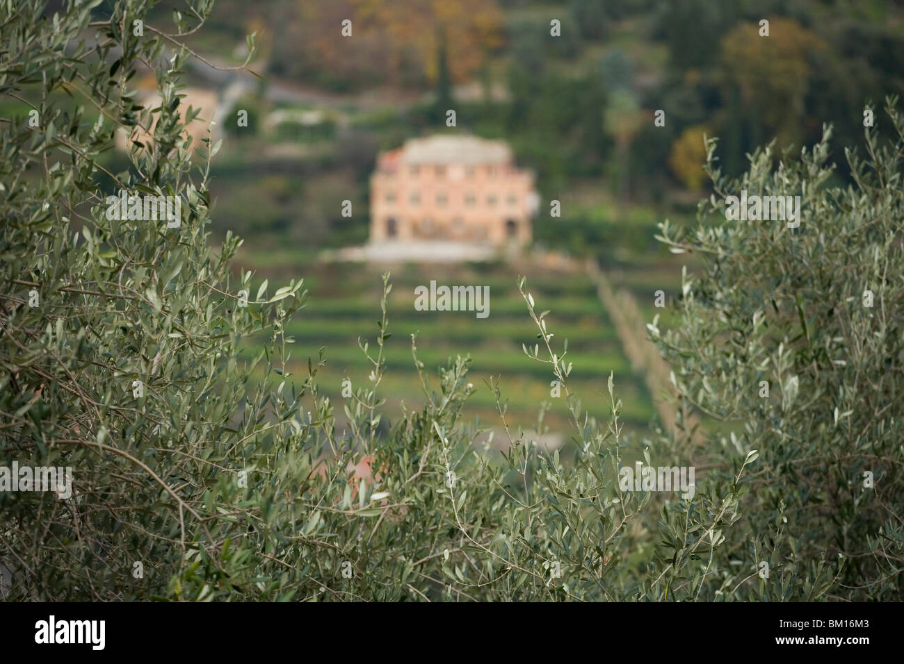 Olive grove terrace italy hi-res stock photography and images - Alamy