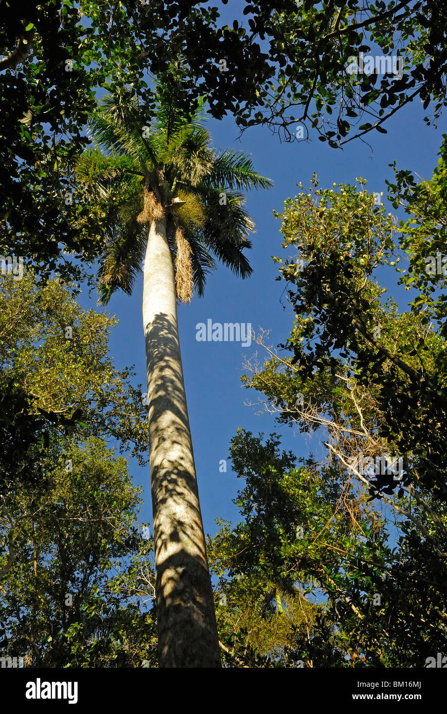 Caribbean forest hi-res stock photography and images - Alamy
