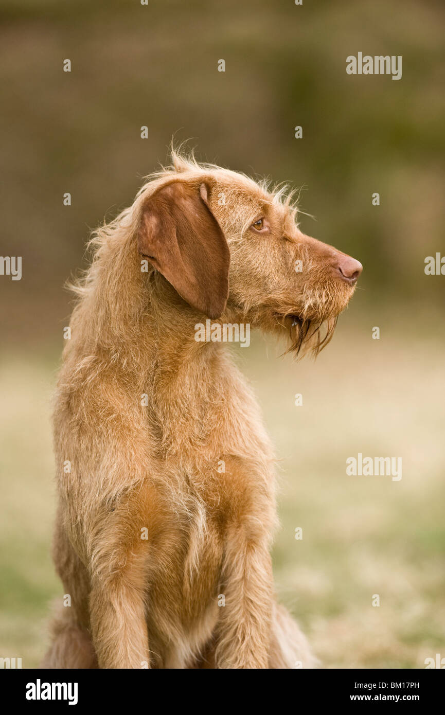 Sika Hungarian Wirehaired Vizla Dog HPR Hunting Shooting Retrieving ...