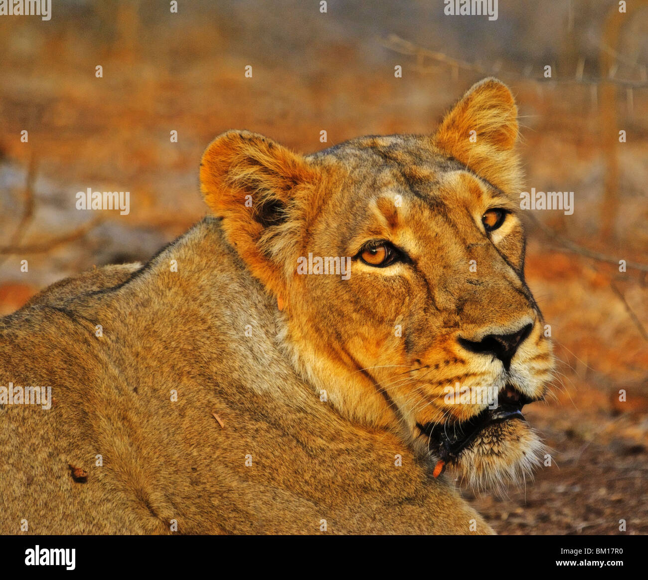 Asiatic lioness hi-res stock photography and images - Alamy