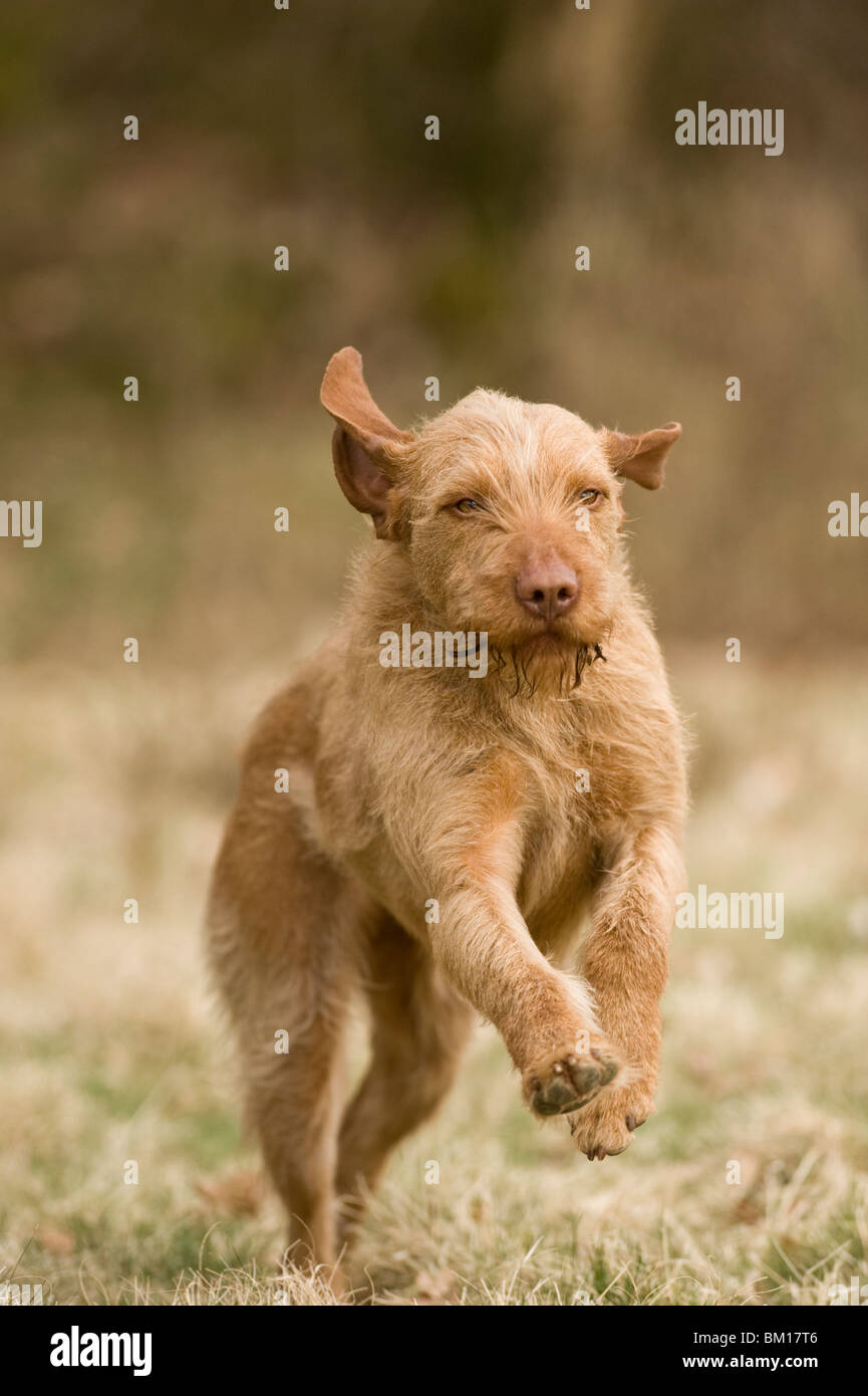 Hpr dog hi-res stock photography and images - Alamy