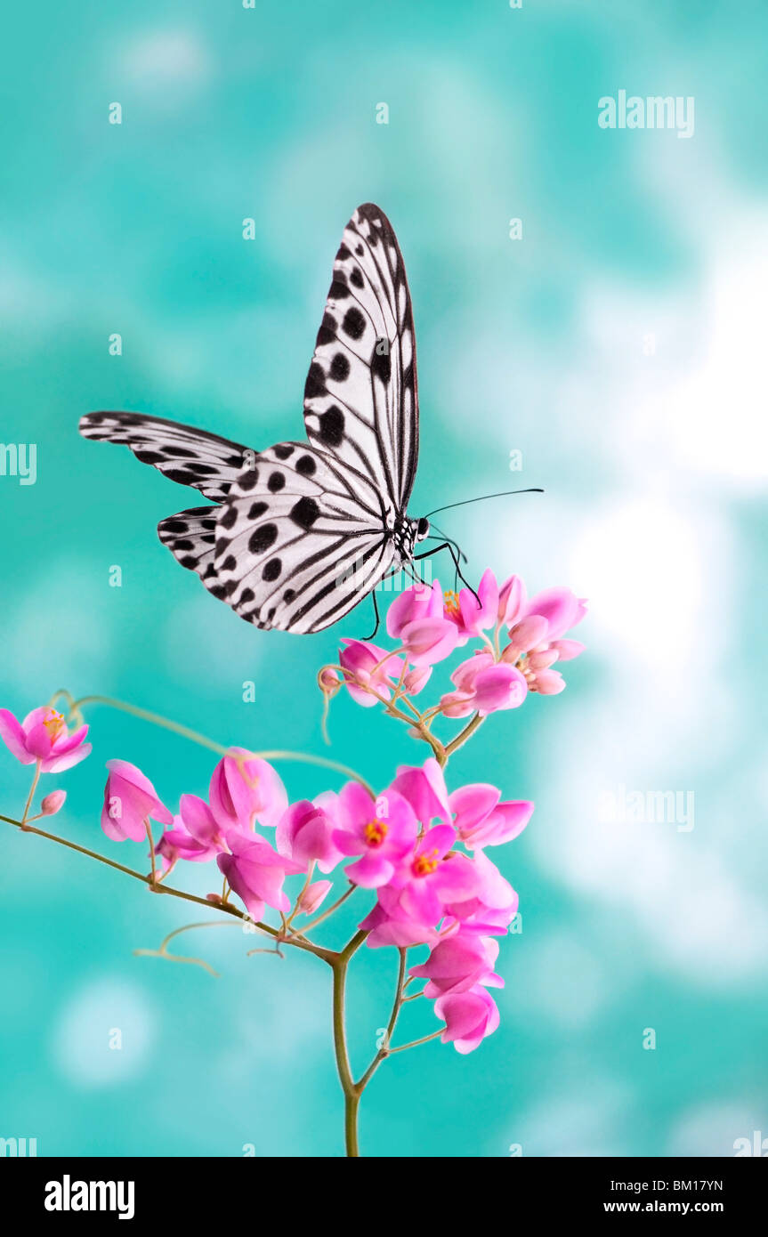A Paper Kite Butterfly gripping on pink flower Stock Photo - Alamy
