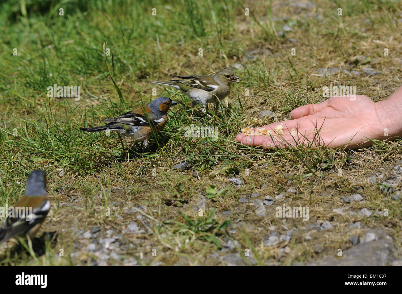Female human hand fed hi-res stock photography and images - Alamy