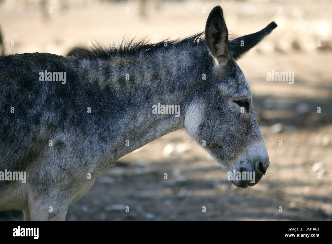 Donkey profile side view portrait in gray color Stock Photo - Alamy