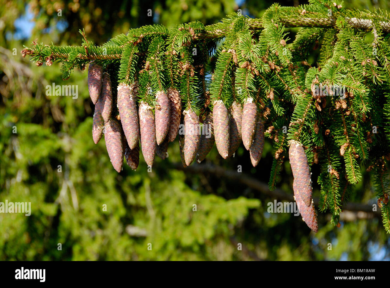 Cones, Picea abies, Norway Spruce Stock Photo - Alamy