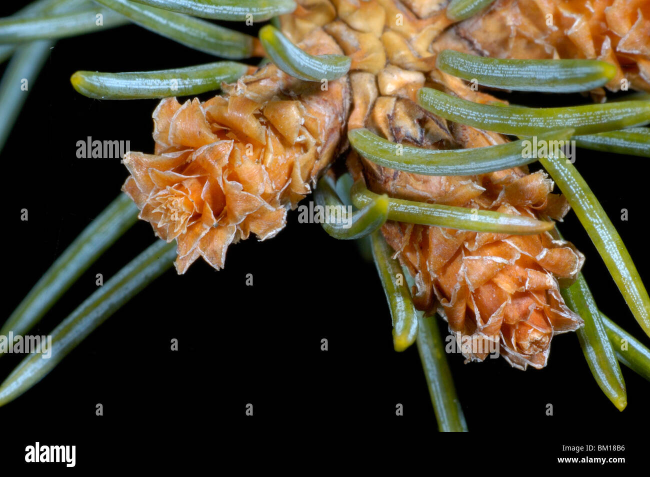 Cones, Picea abies, Norway Spruce Stock Photo - Alamy