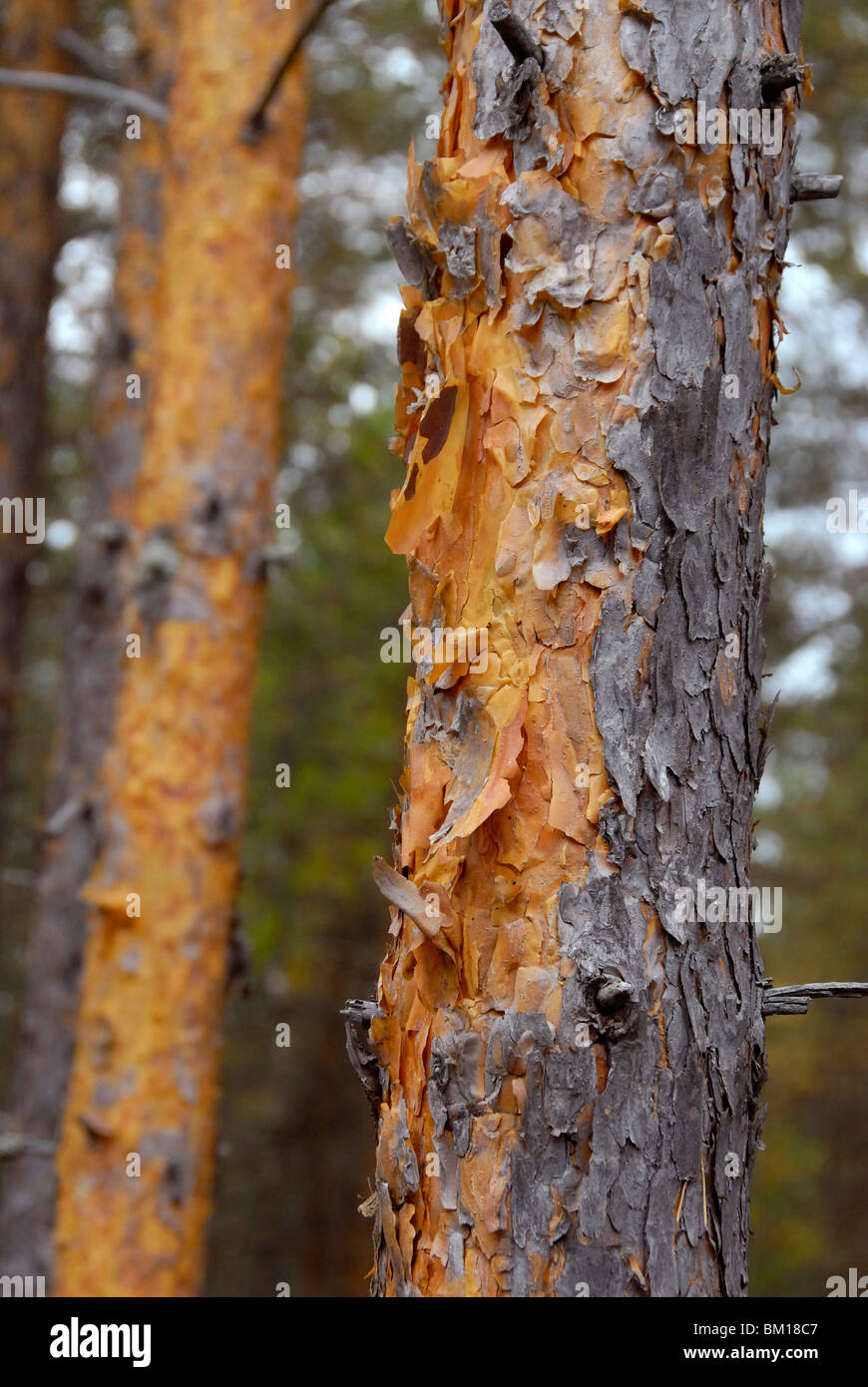 Cortex, Pinus sylvestris, Scots Pine Stock Photo - Alamy