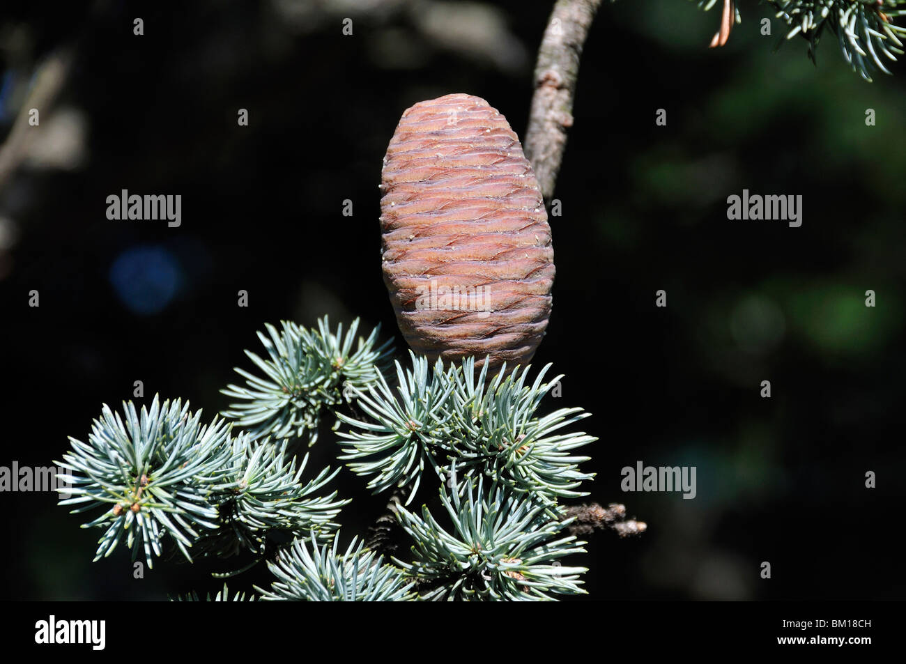 Foliage and mature cone, Cedrus atlantica, Atlas Cedar Stock Photo - Alamy