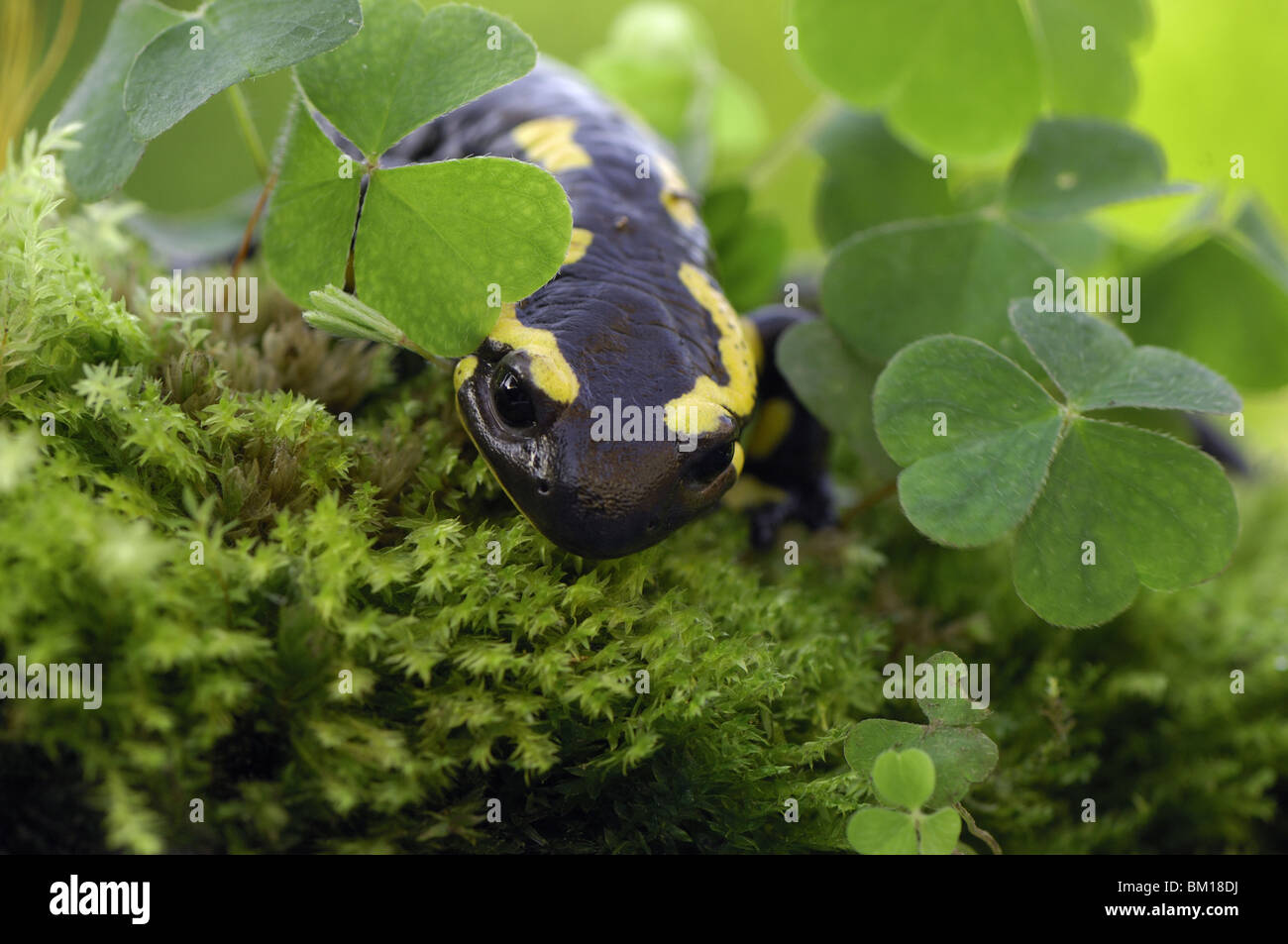 Close-up of a fire salamander Stock Photo - Alamy