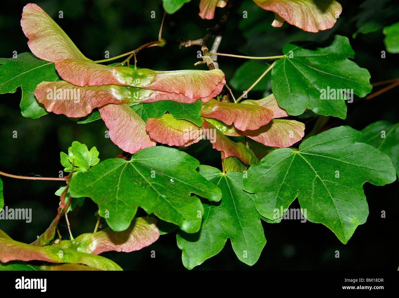 Acer campestre, Field Maple leaves Stock Photo - Alamy