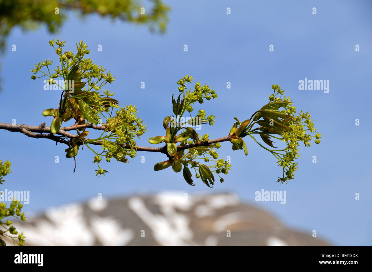 Acer platanoides, Norway Maple Stock Photo - Alamy