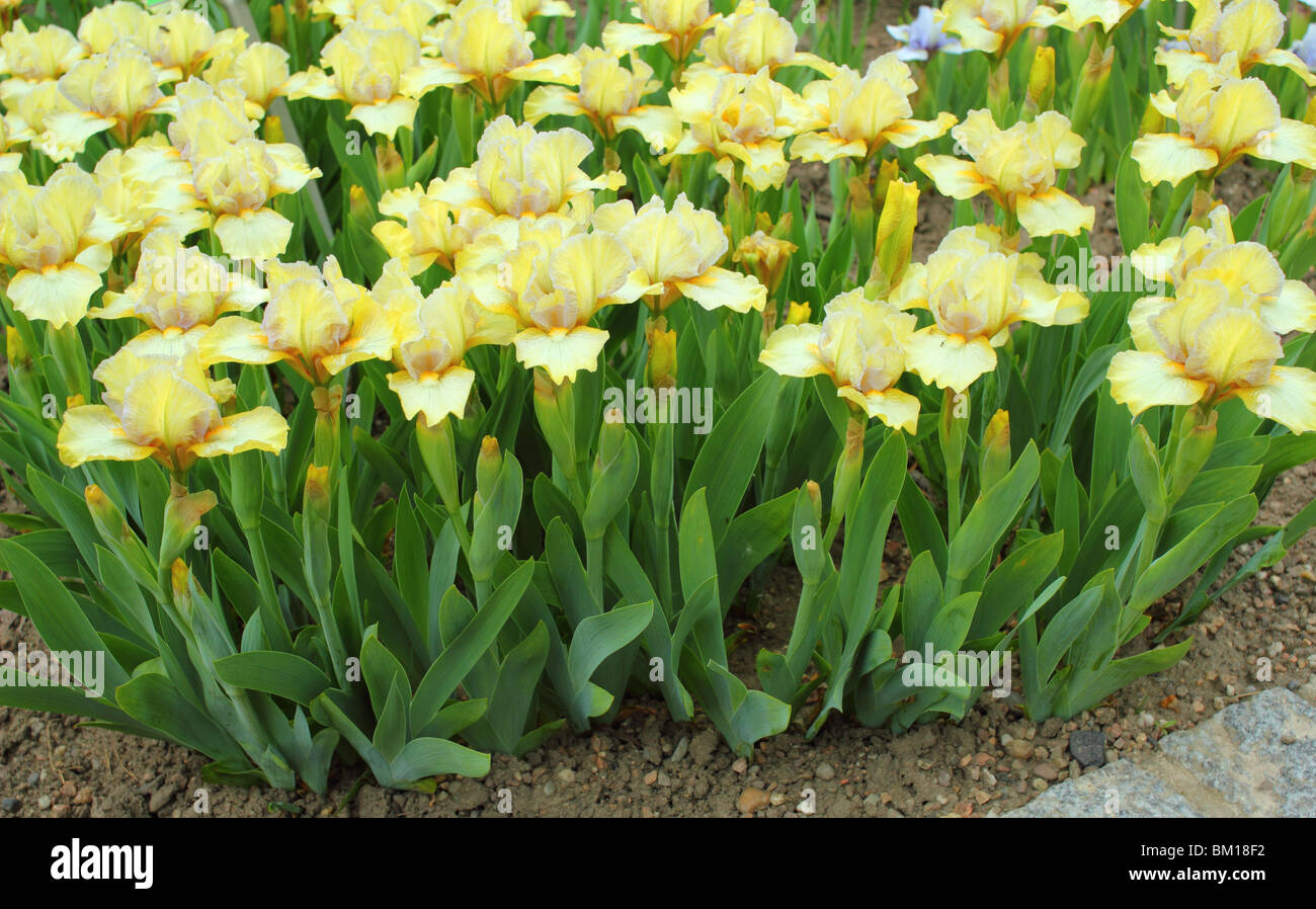 Princess iris hi-res stock photography and images - Alamy