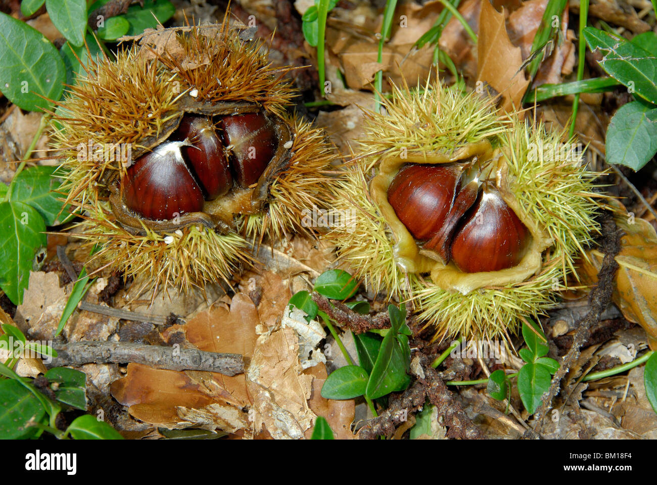 Castanea sativa, Sweet Chestnut fruit Stock Photo - Alamy