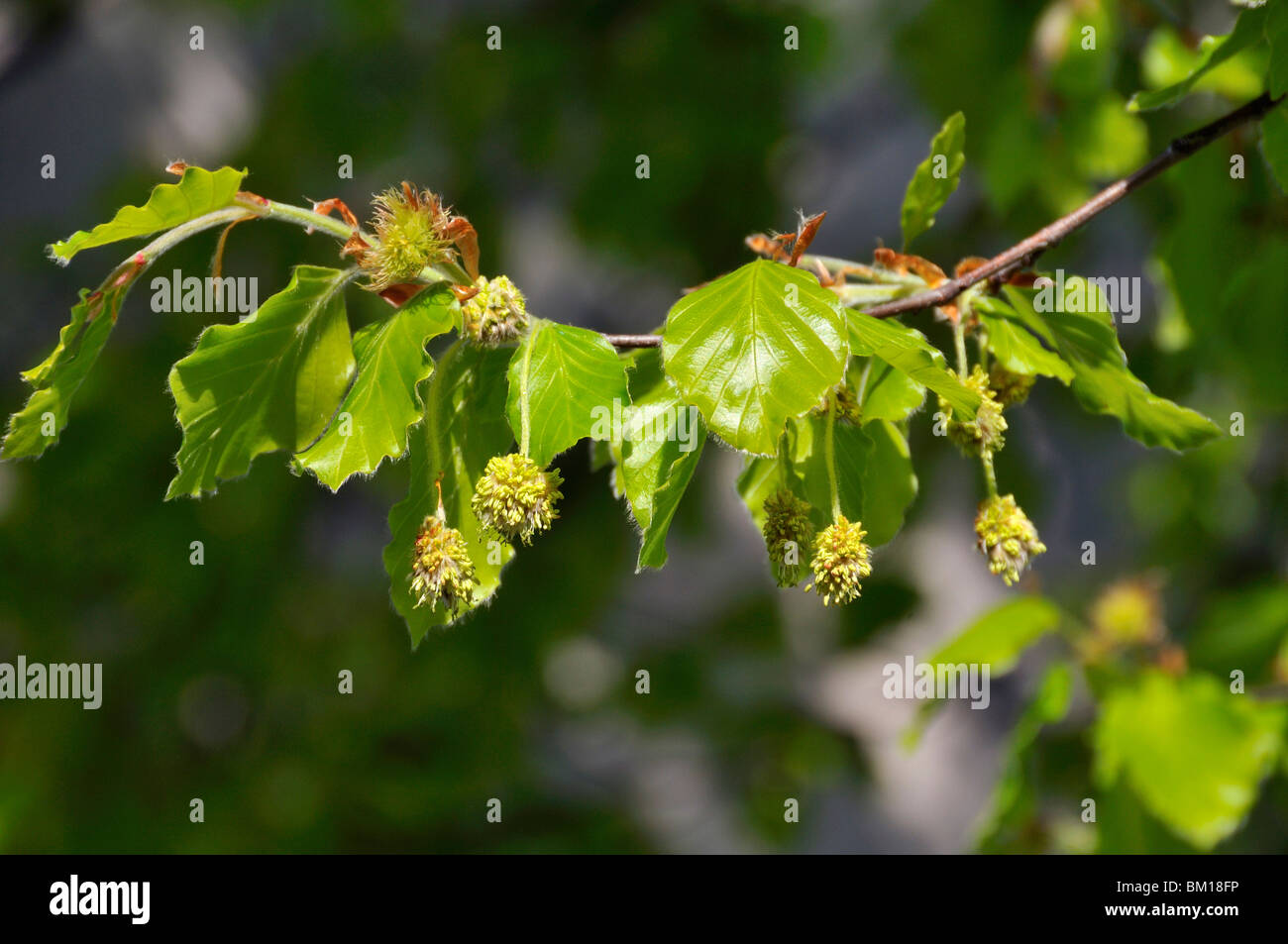 Fagus sylvatica, European Beech or Common Beech Stock Photo - Alamy