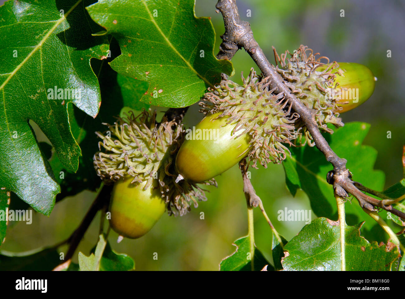 Quercus cerris, acorn Stock Photo - Alamy