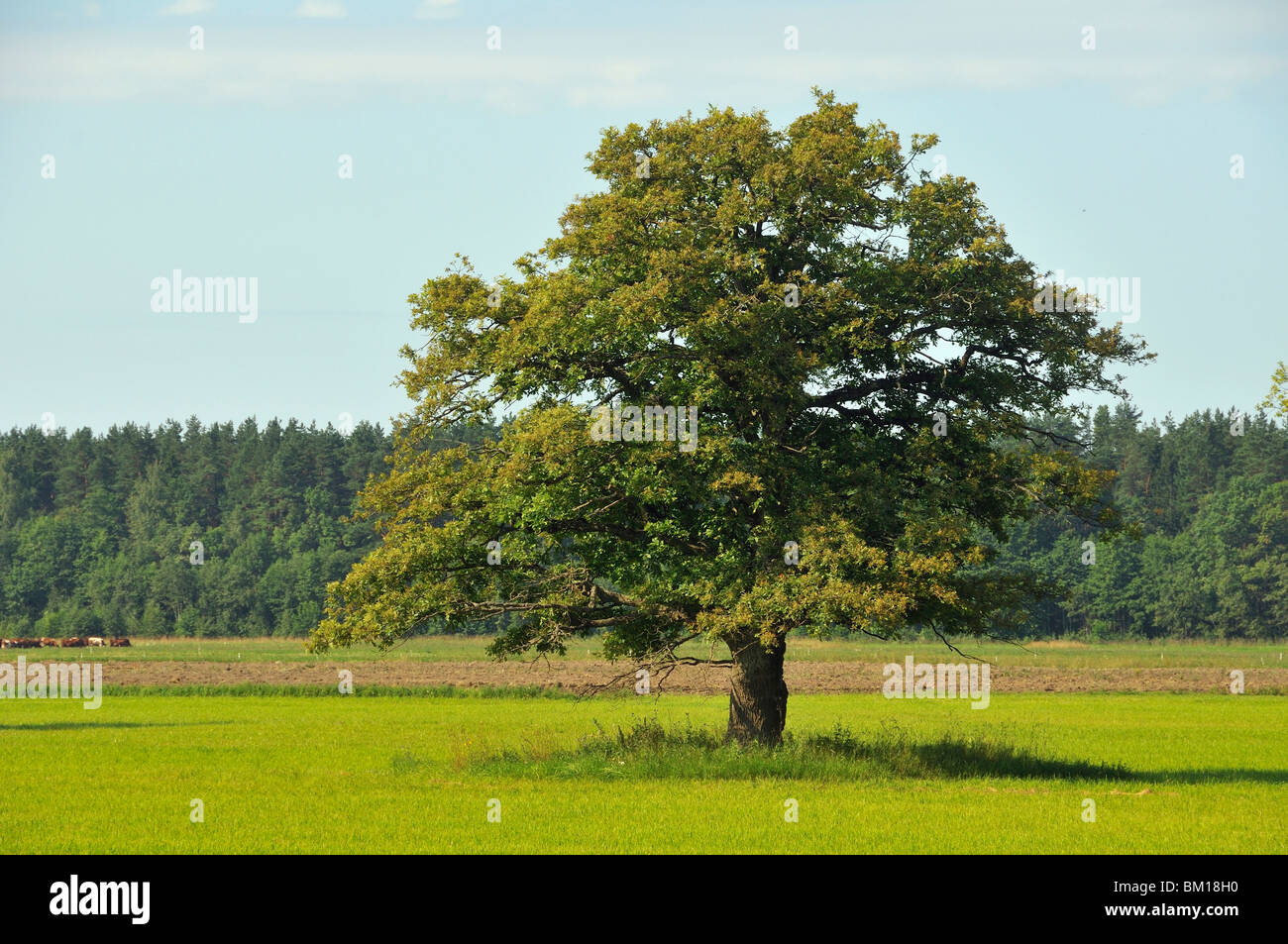 Quercus sp, Oak Stock Photo - Alamy