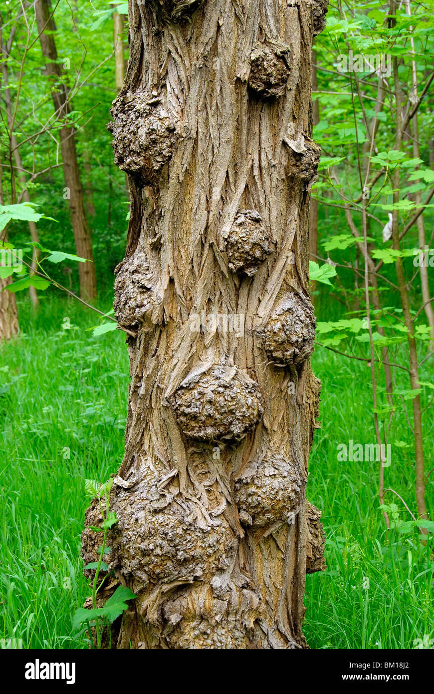 Robinia pseudacacia trunk Stock Photo - Alamy