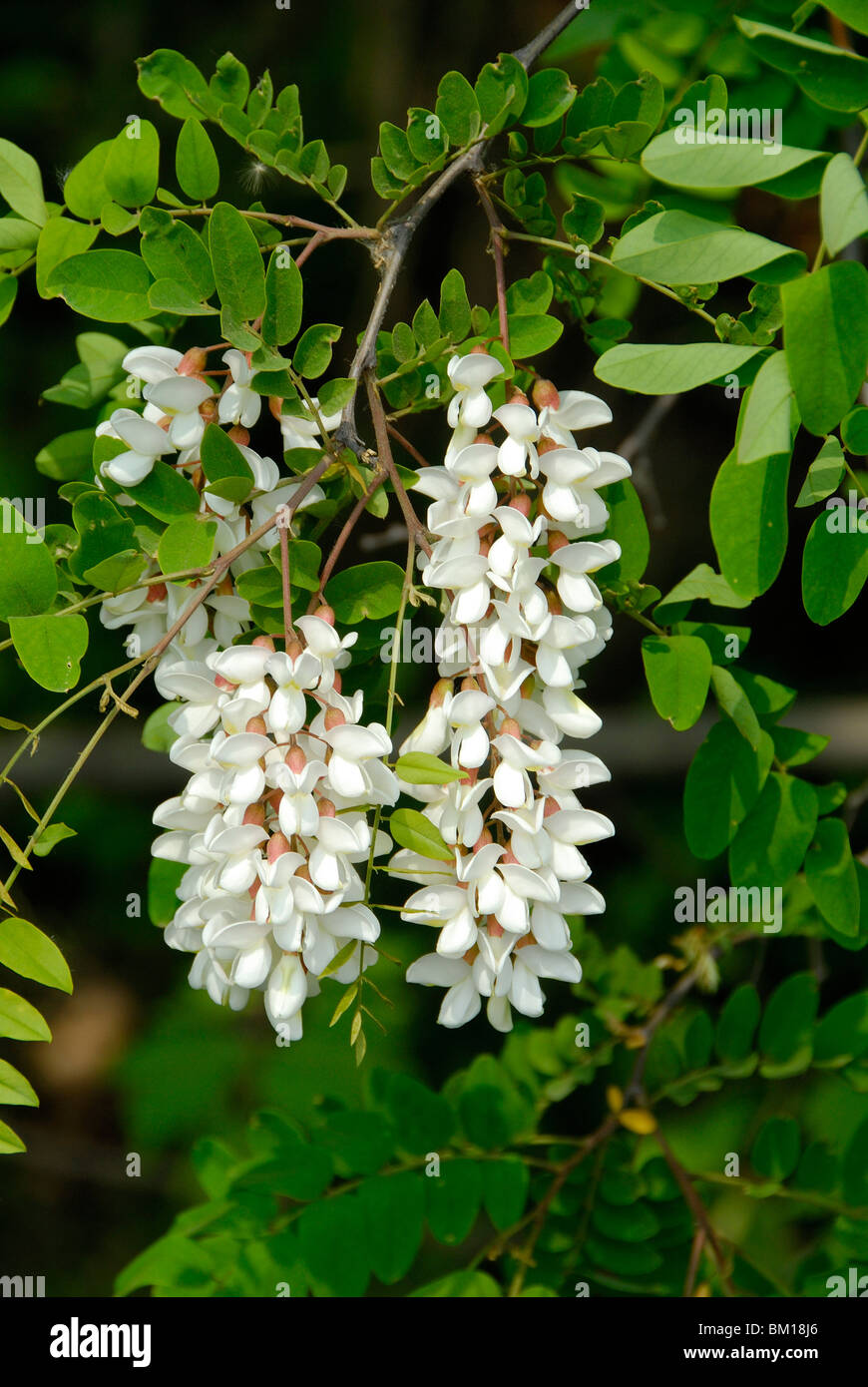 Robinia pseudacacia flower Stock Photo - Alamy