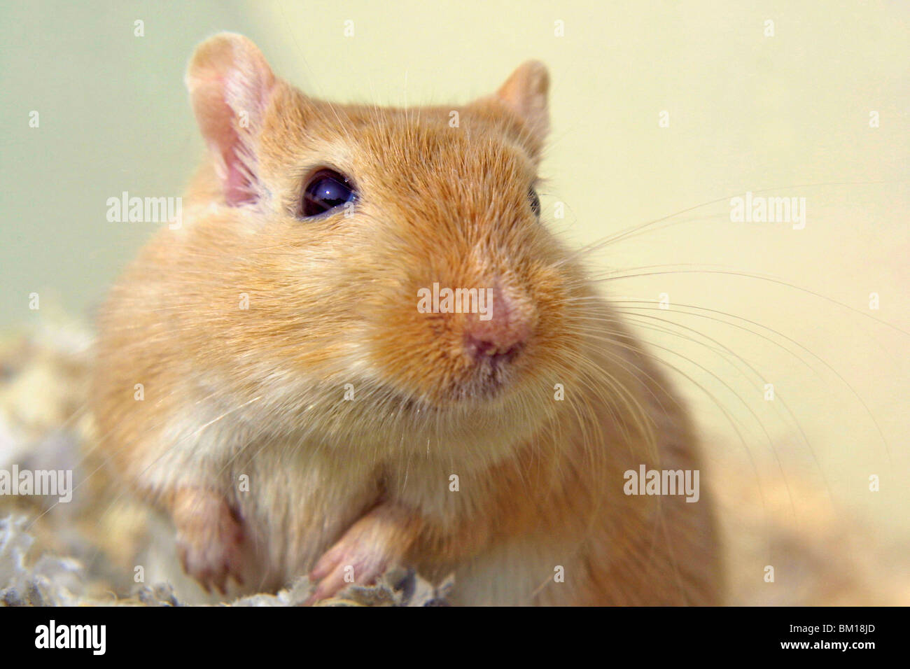 Single mouse hi-res stock photography and images - Alamy
