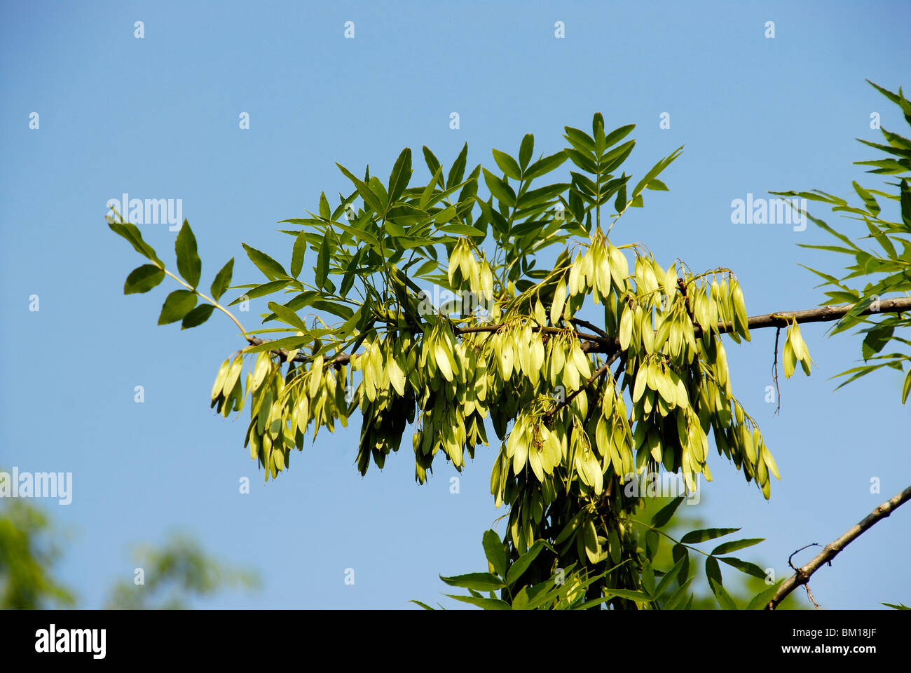 Fraxinus Angustifolia High Resolution Stock Photography and Images - Alamy