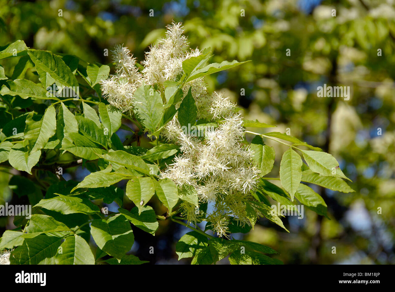 Foliage and flowers, Fraxinus ornus Stock Photo - Alamy