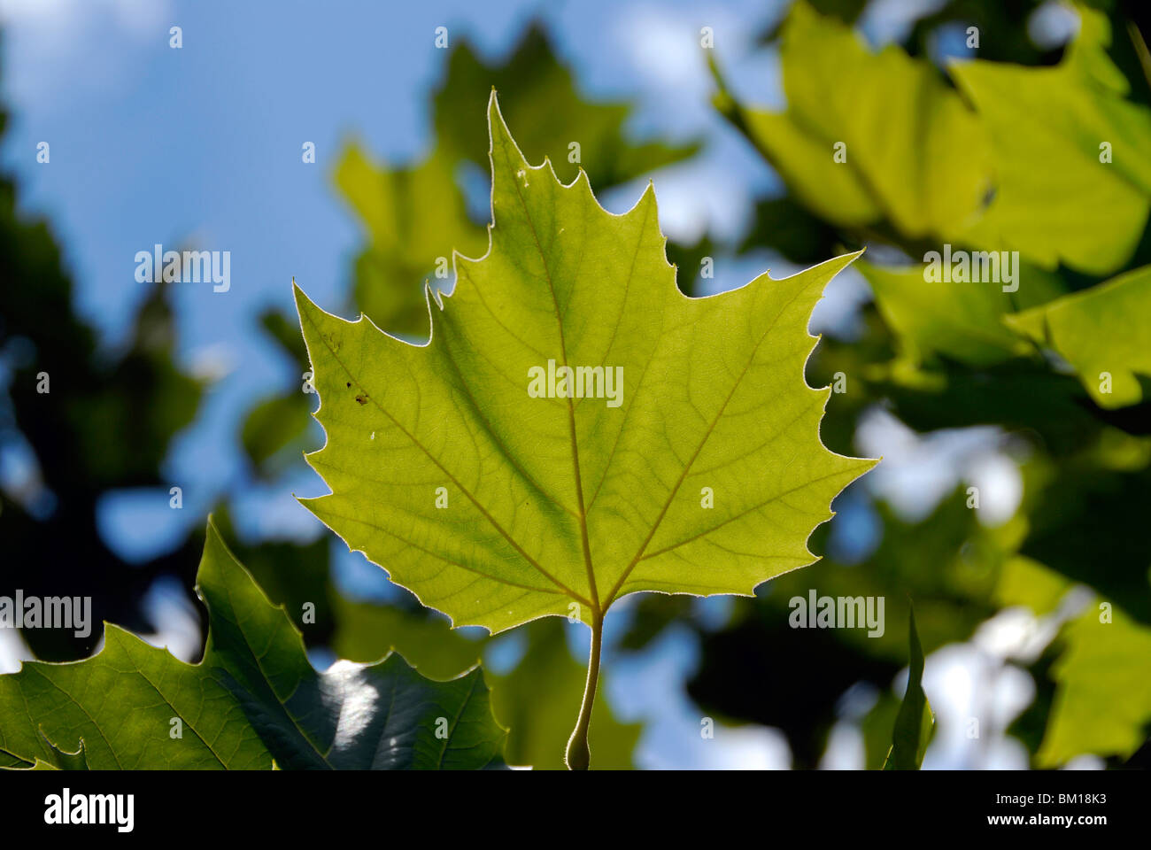 Platanus hybrida leaf Stock Photo - Alamy