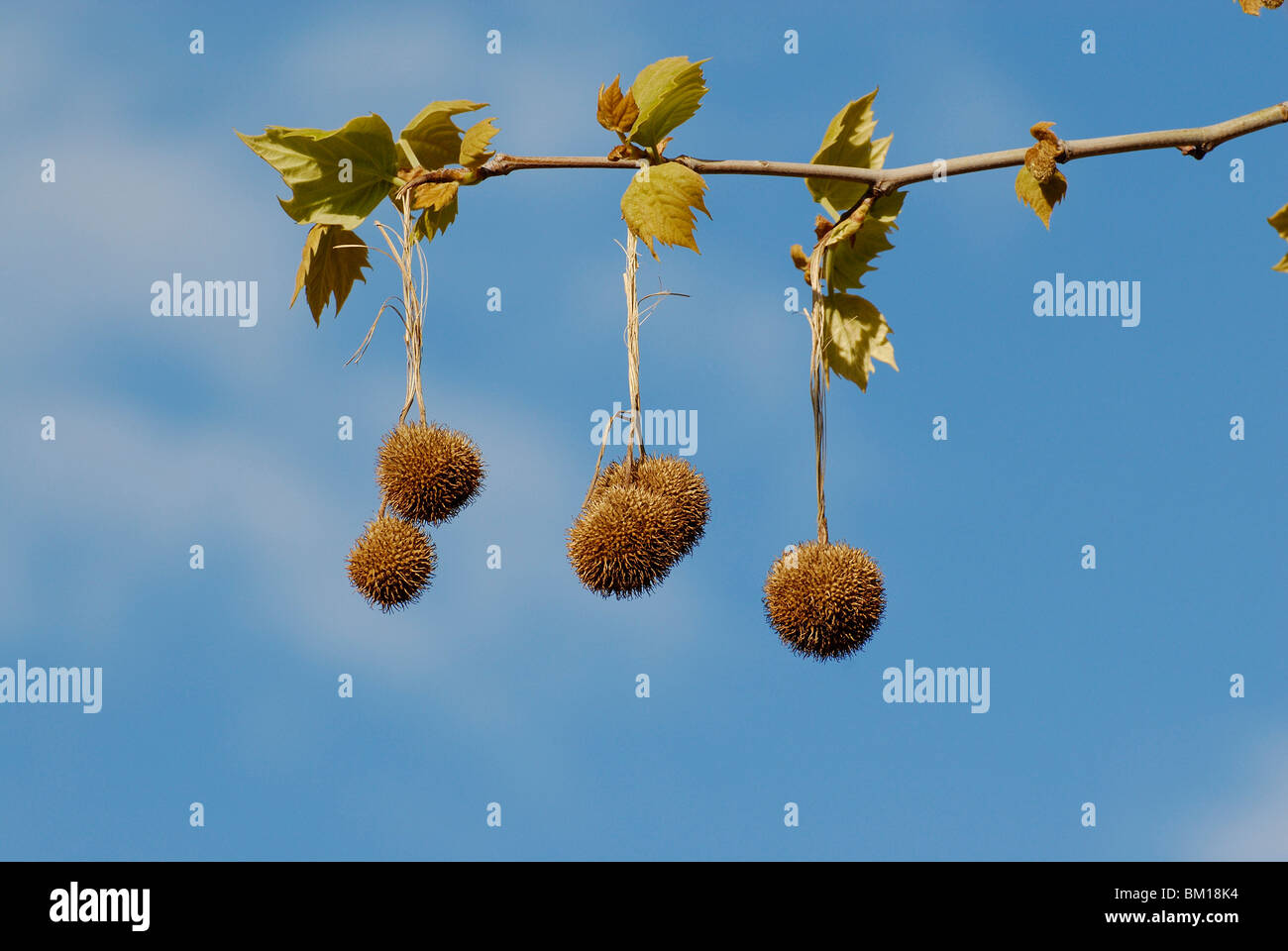 Platanus hybrida, leaves and fruit Stock Photo - Alamy