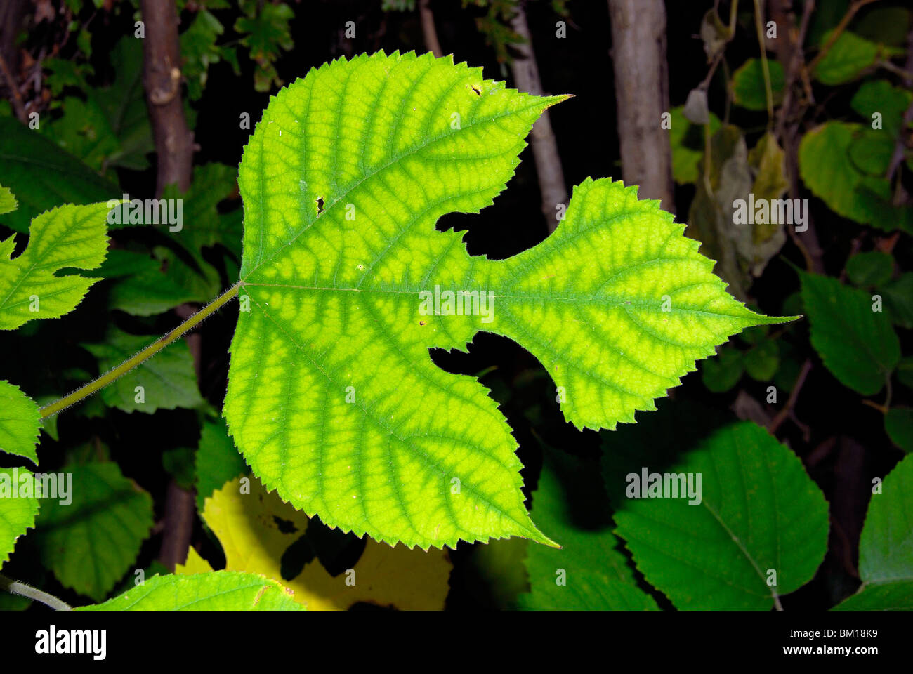 Broussonetia tree hi-res stock photography and images - Alamy