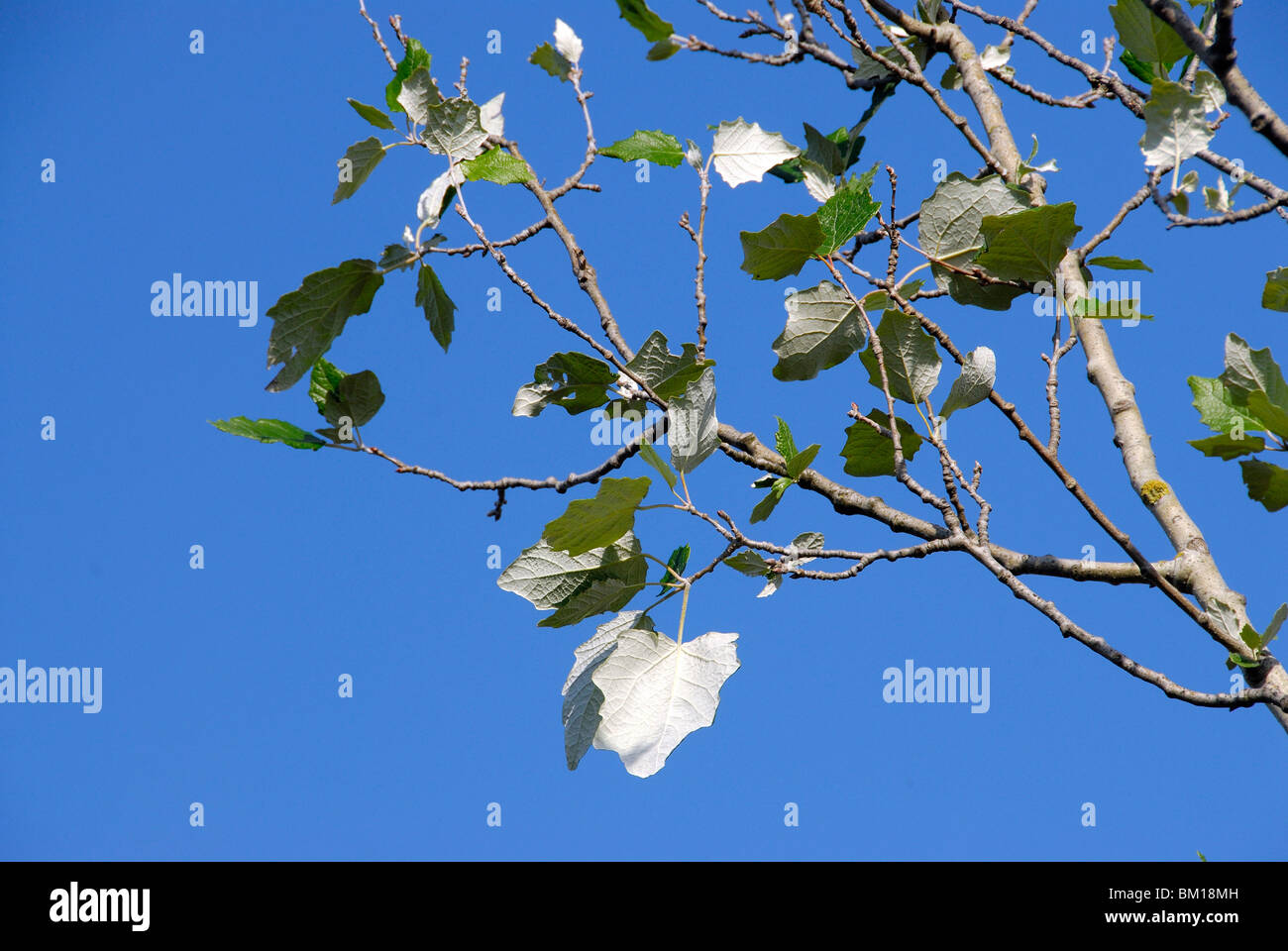 White poplar populus alba salicaceae hi-res stock photography and ...