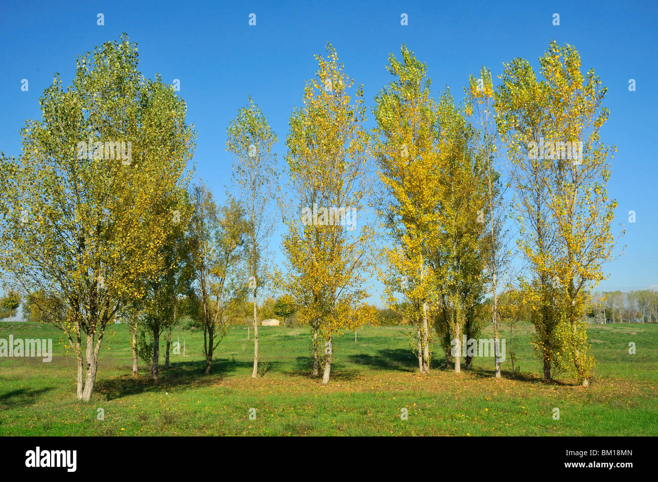 Populus nigra, Black Poplar Stock Photo - Alamy