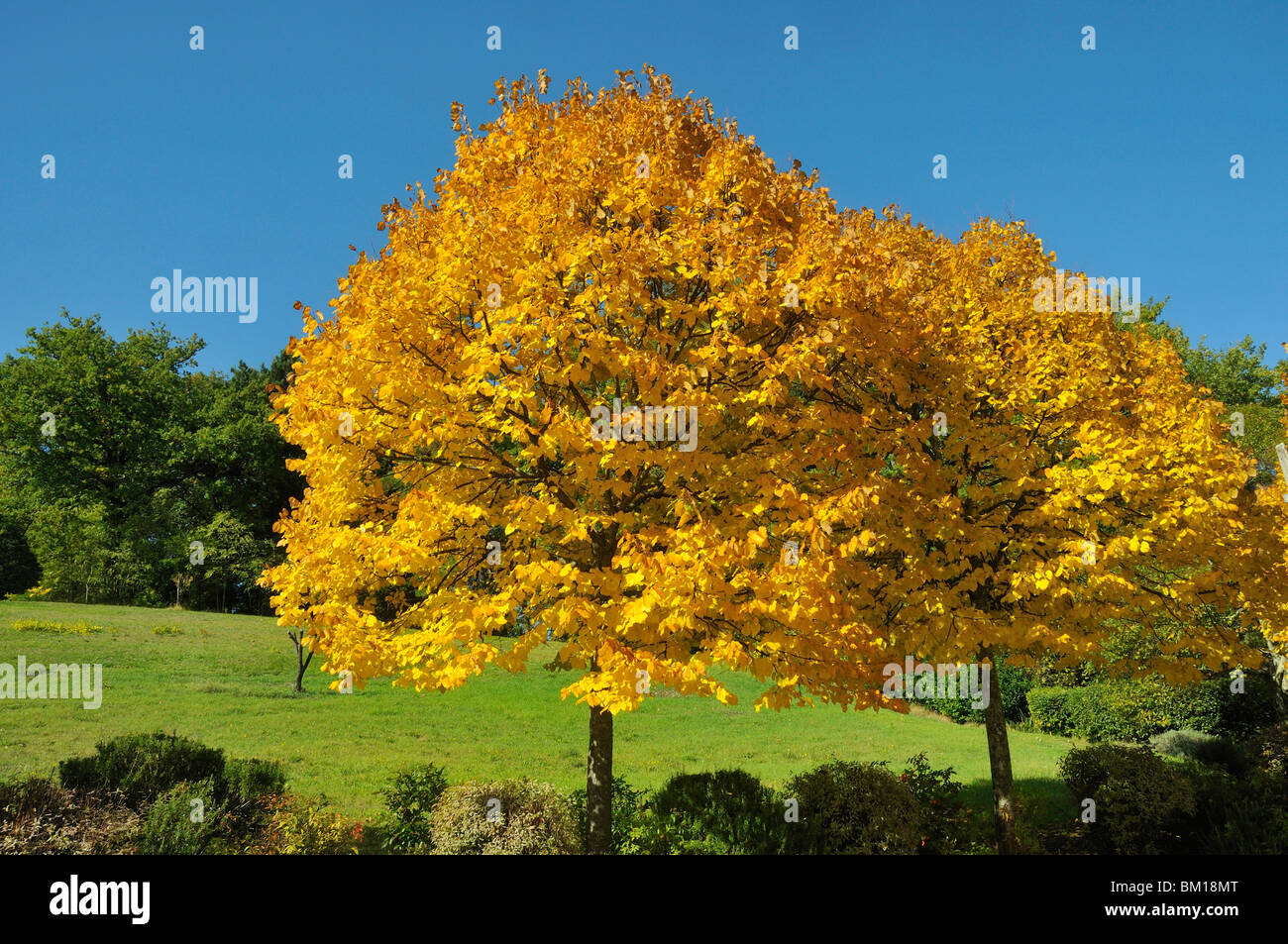 Tilia sp hi-res stock photography and images - Alamy