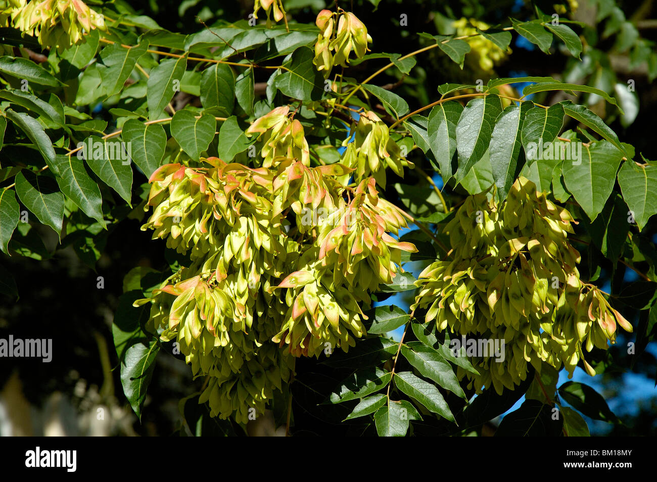 Ailanthus altissima, tree of heaven Stock Photo - Alamy