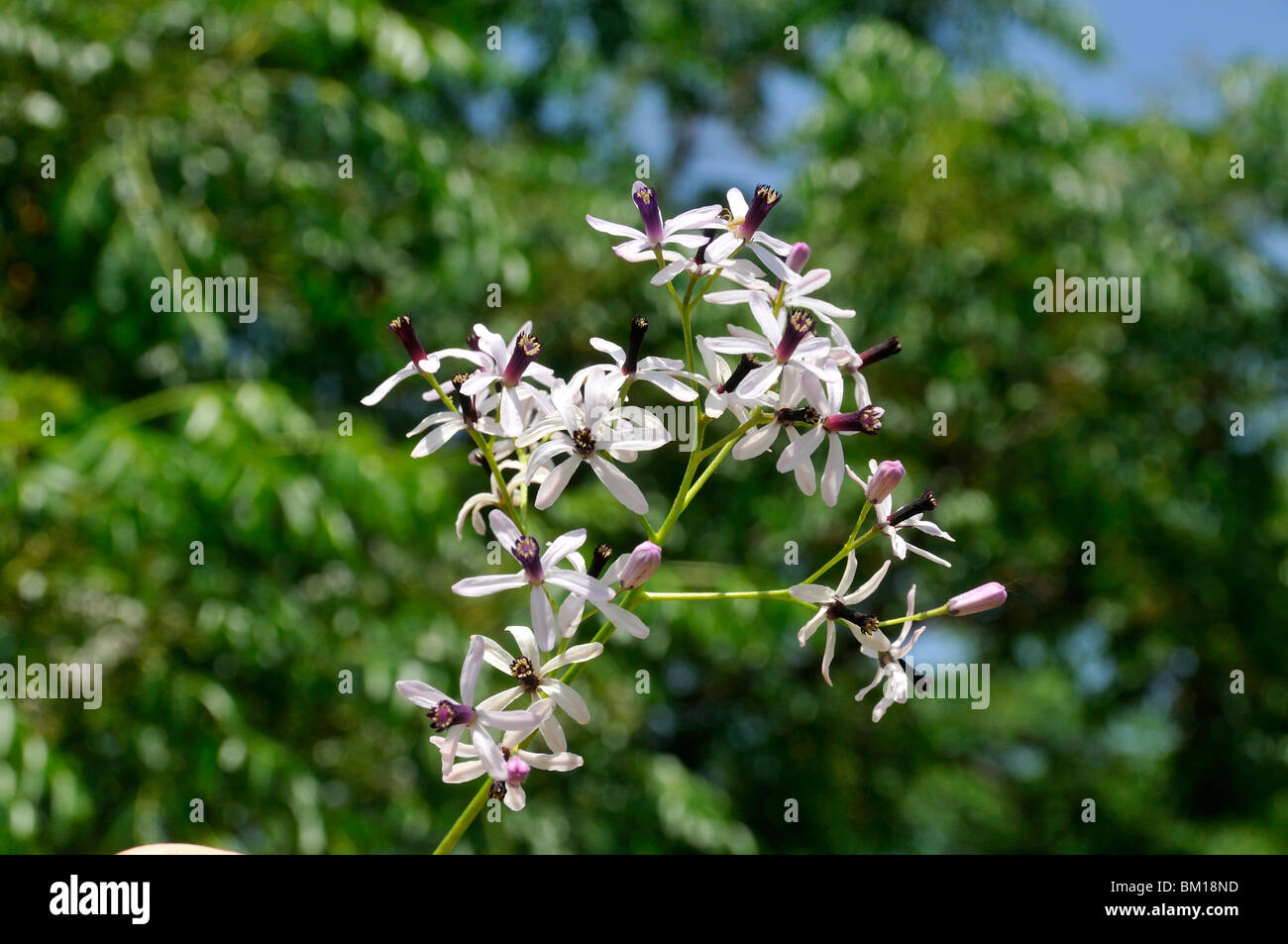 Melia tree hi-res stock photography and images - Alamy