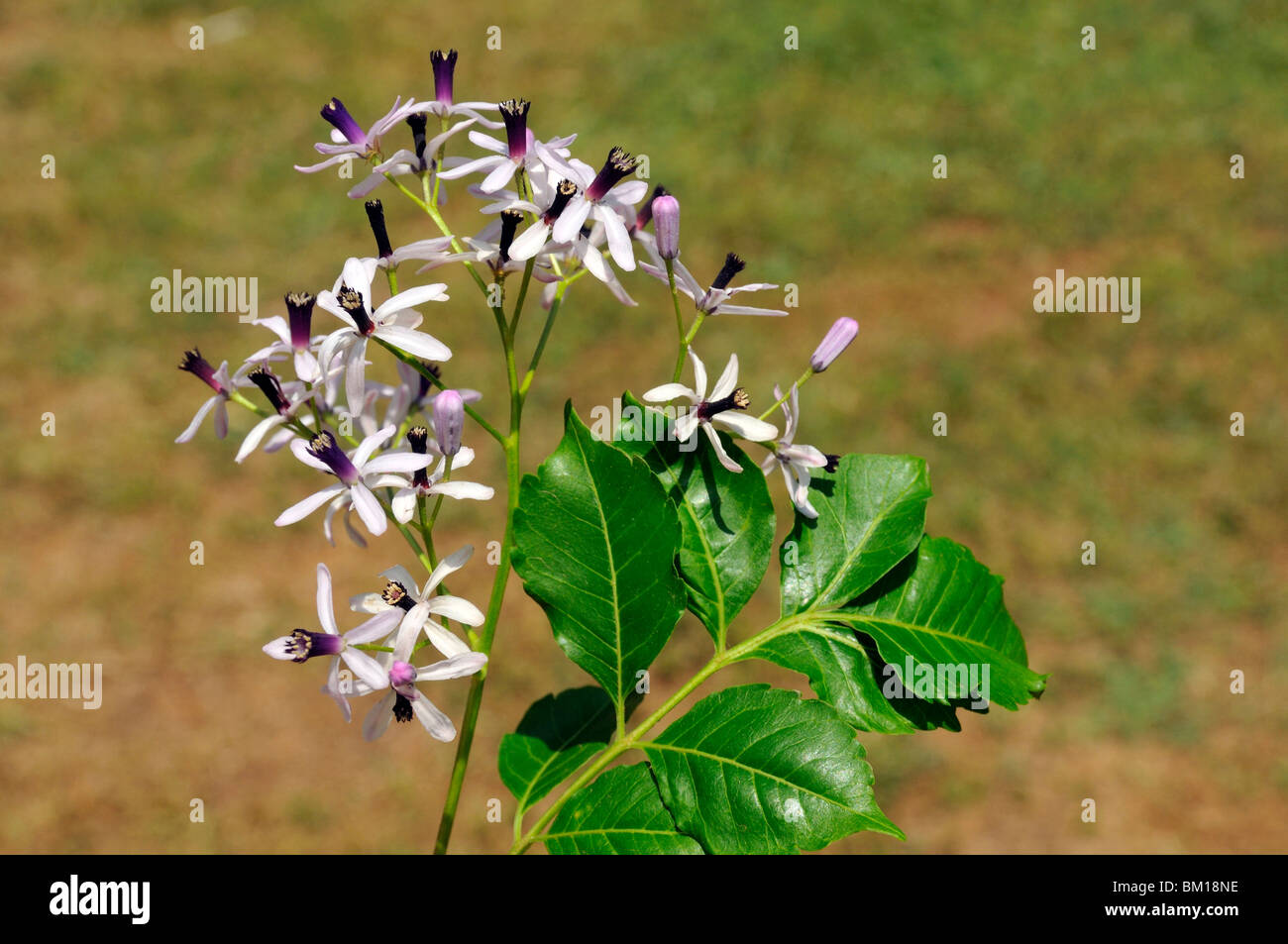 Melia tree hi-res stock photography and images - Alamy