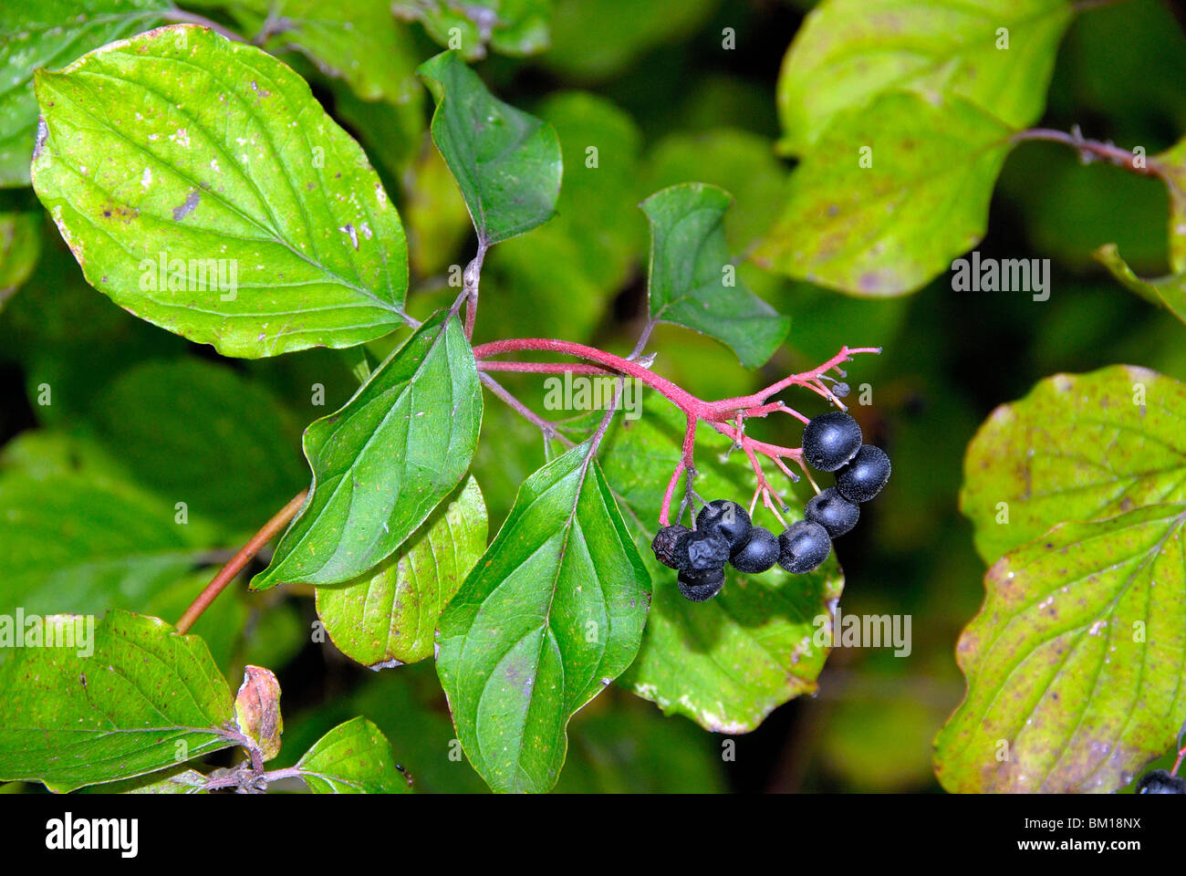 Cornus sanguinea, Common Dogwood Stock Photo - Alamy