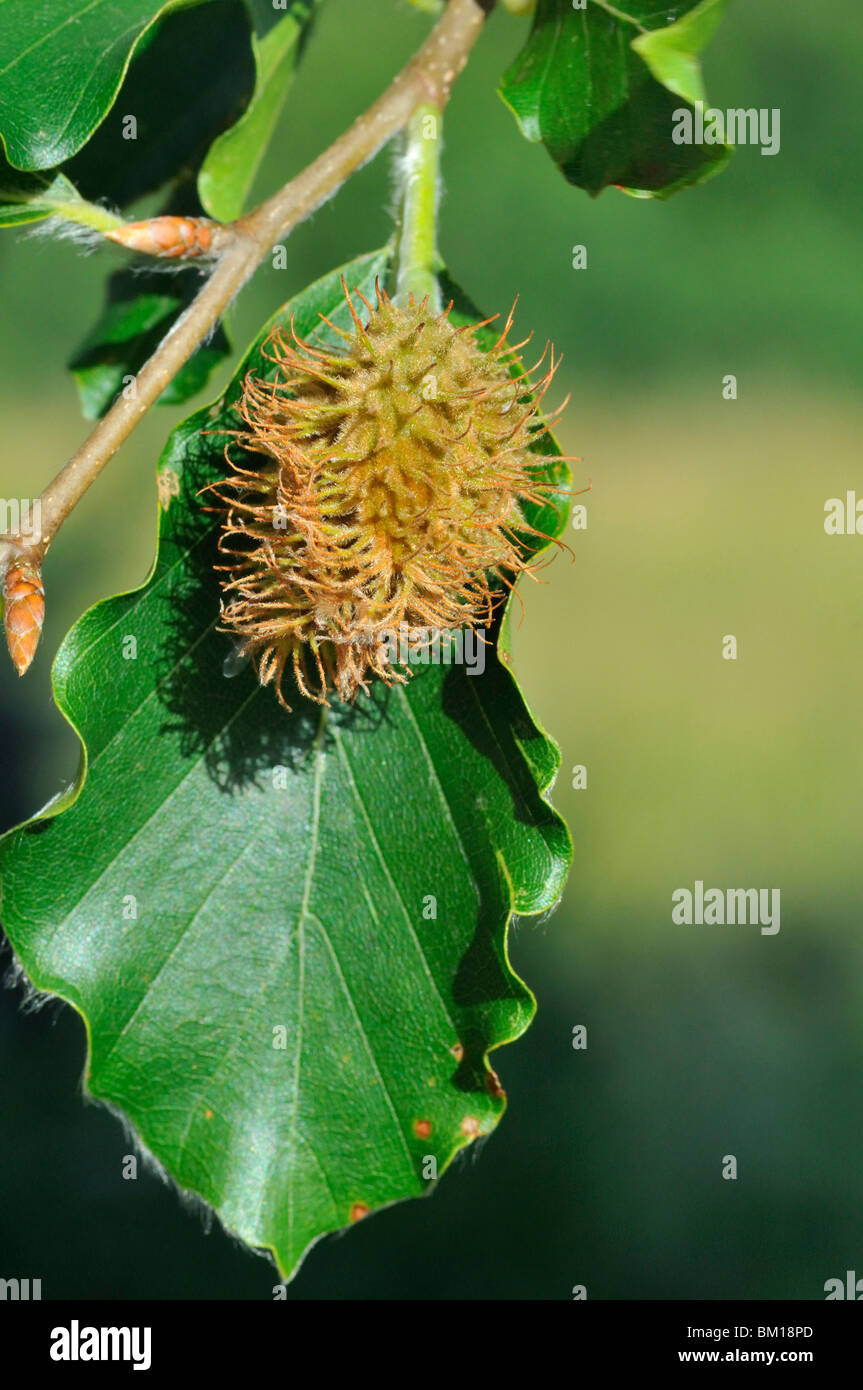 Beech nut hi-res stock photography and images - Alamy