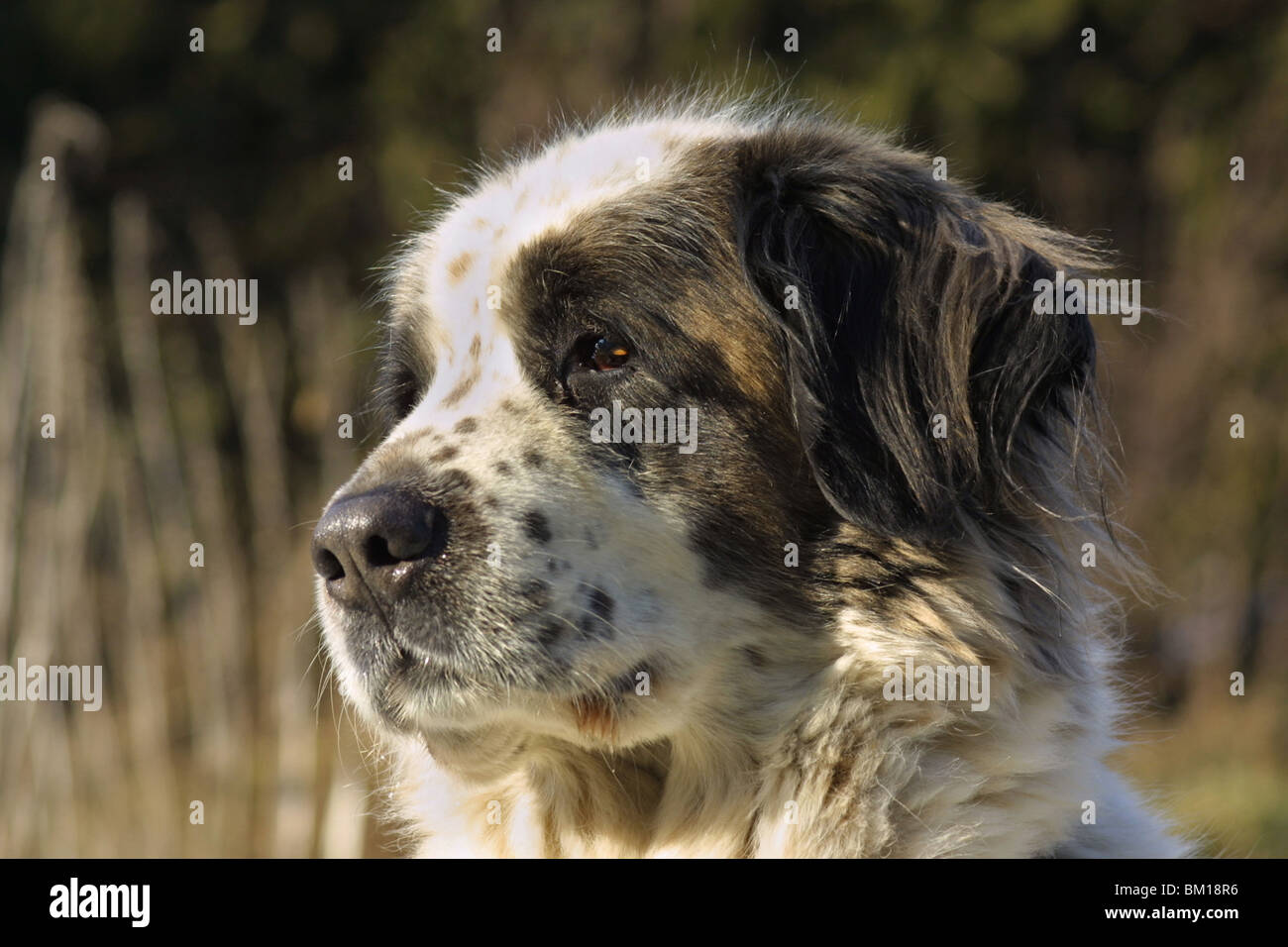 Animals moscow watchdog portrait hi-res stock photography and images ...