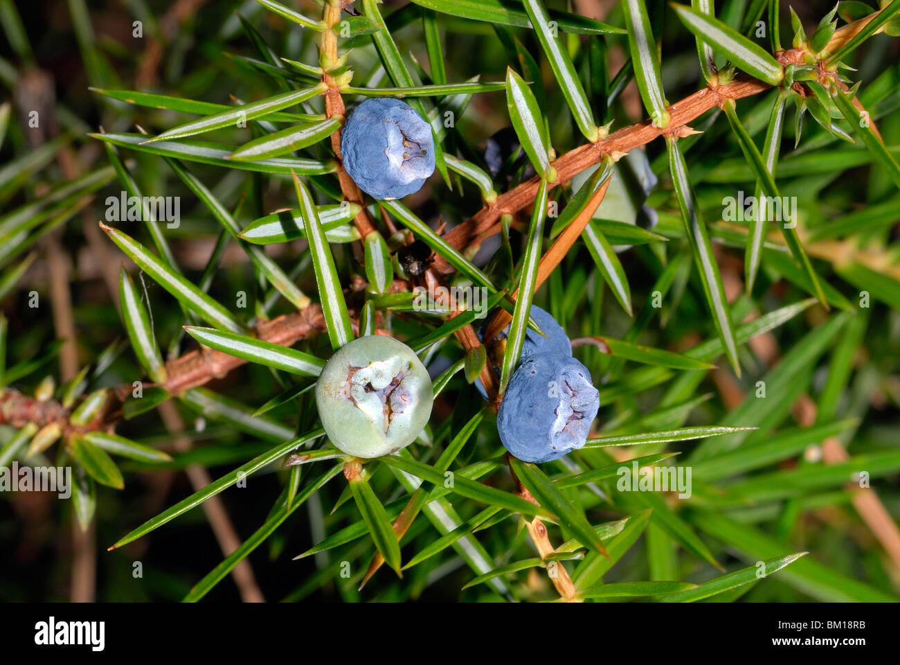 Juniperus communis, Common Juniper foliage and berries Stock Photo - Alamy