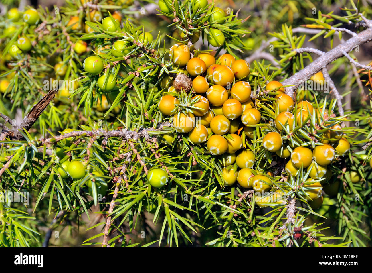 Juniperus oxycedrus, Prickly Juniper Stock Photo - Alamy