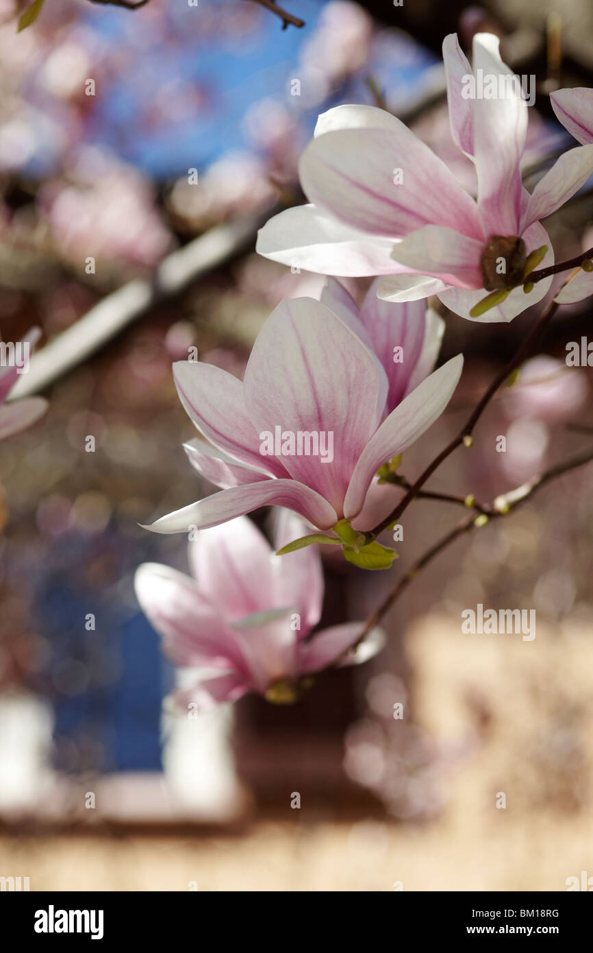 Magnolia Grandiflora Branches High Resolution Stock Photography and ...