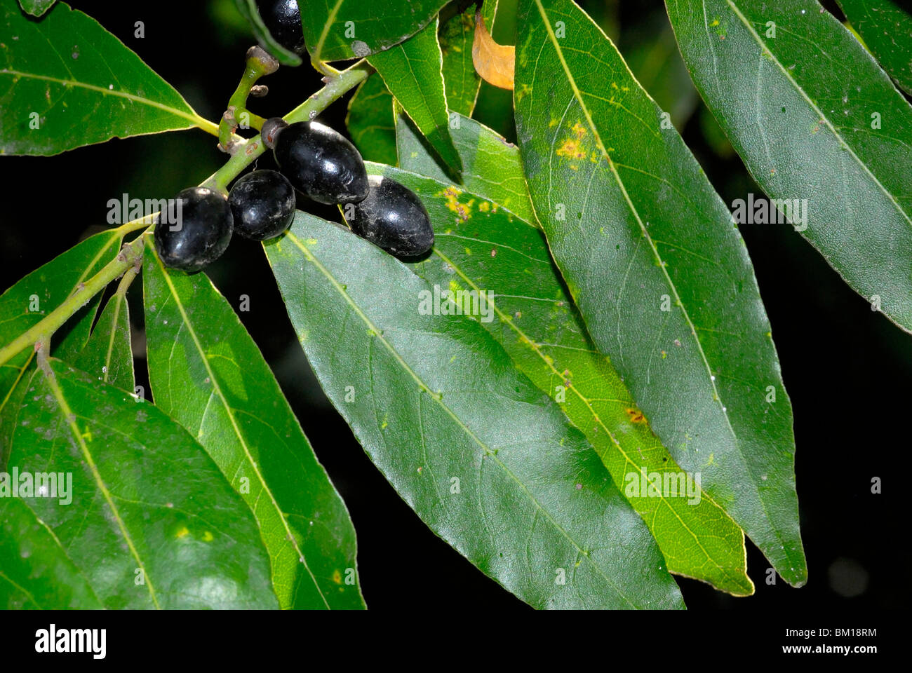 Laurus nobilis, Bay Laurel Stock Photo - Alamy