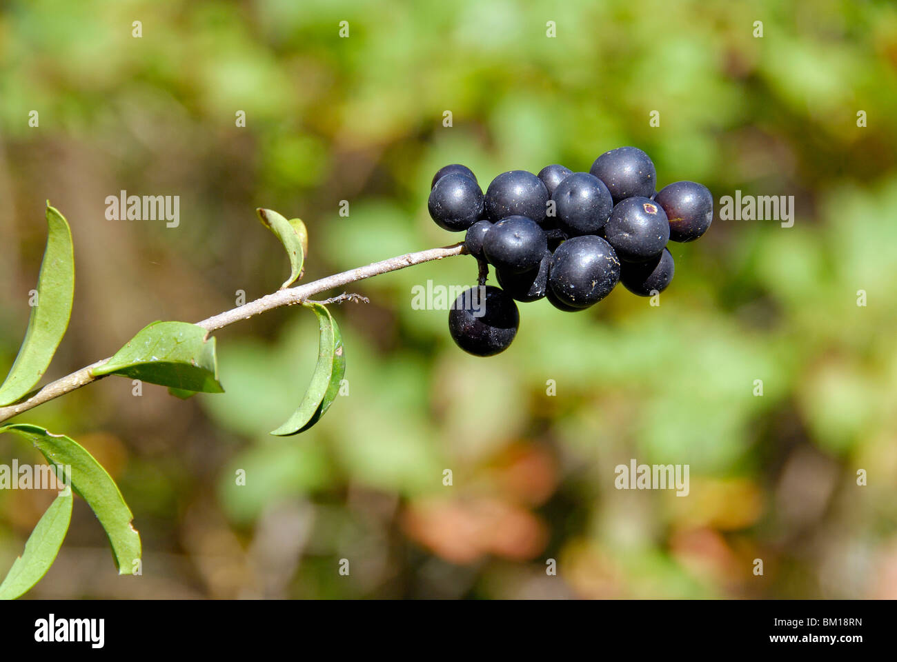 Ligustrum vulgare, Wild Privet berries Stock Photo - Alamy