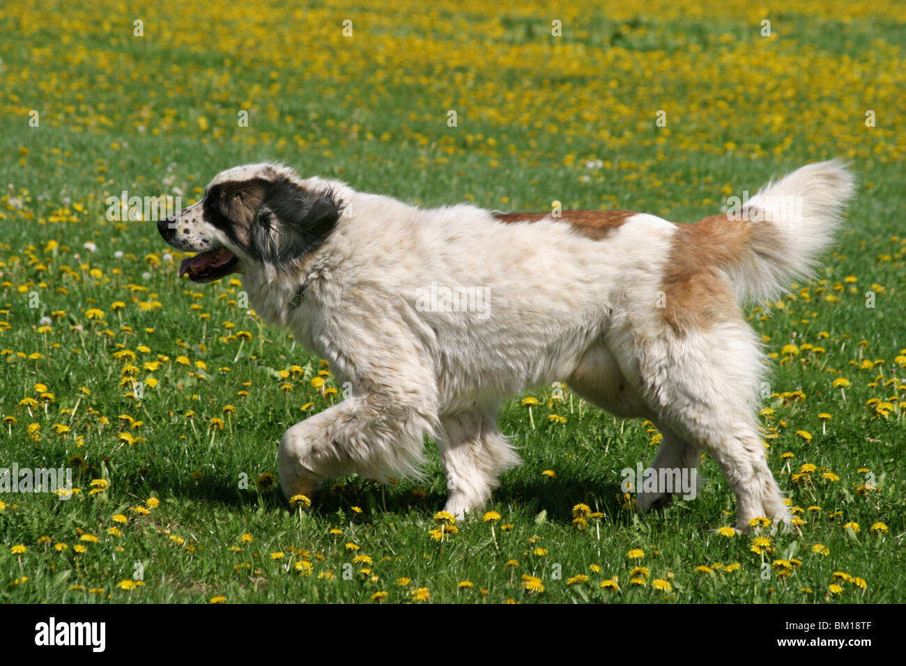 moscow watchdog in action Stock Photo - Alamy