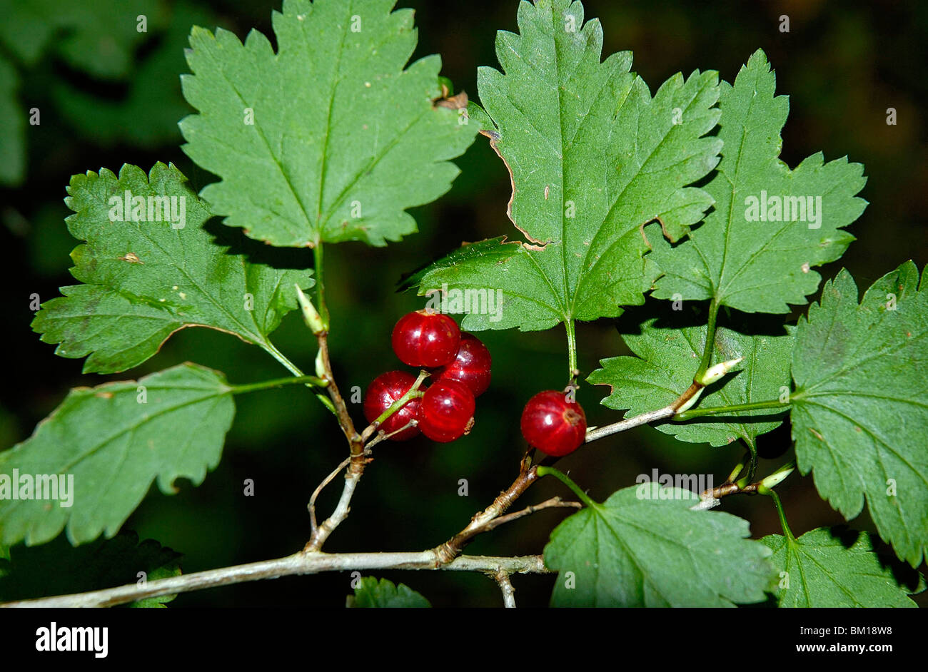 Alpine Currant High Resolution Stock Photography and Images - Alamy