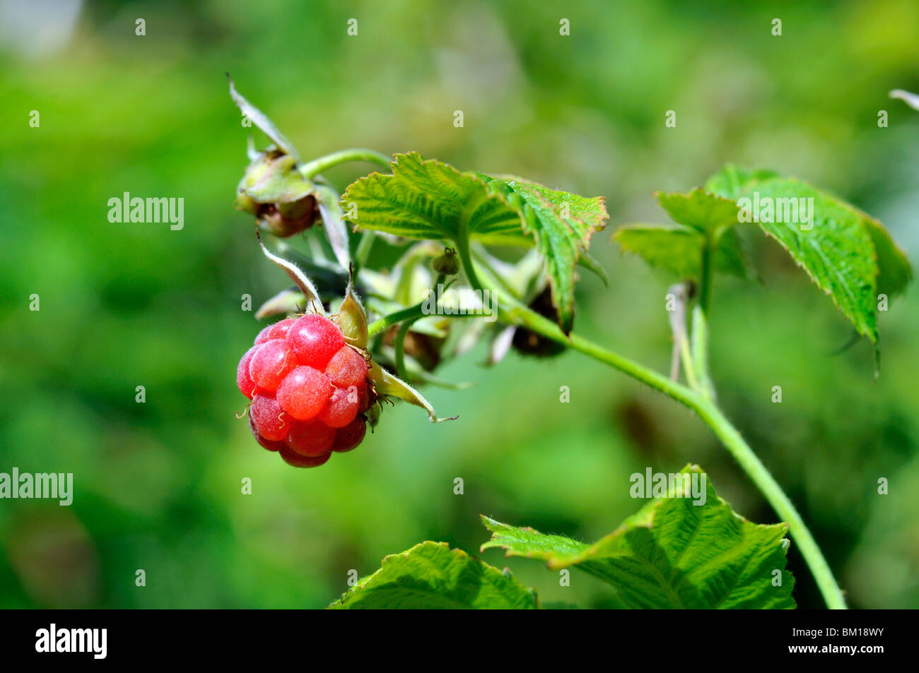 Rubus idaeus, Raspberry Stock Photo - Alamy