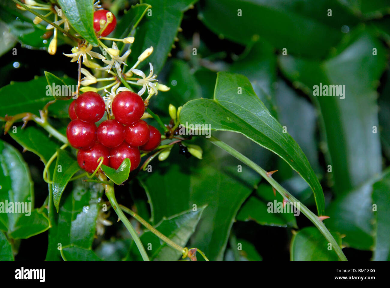 Smilax aspera, Rough Bindweed Stock Photo - Alamy