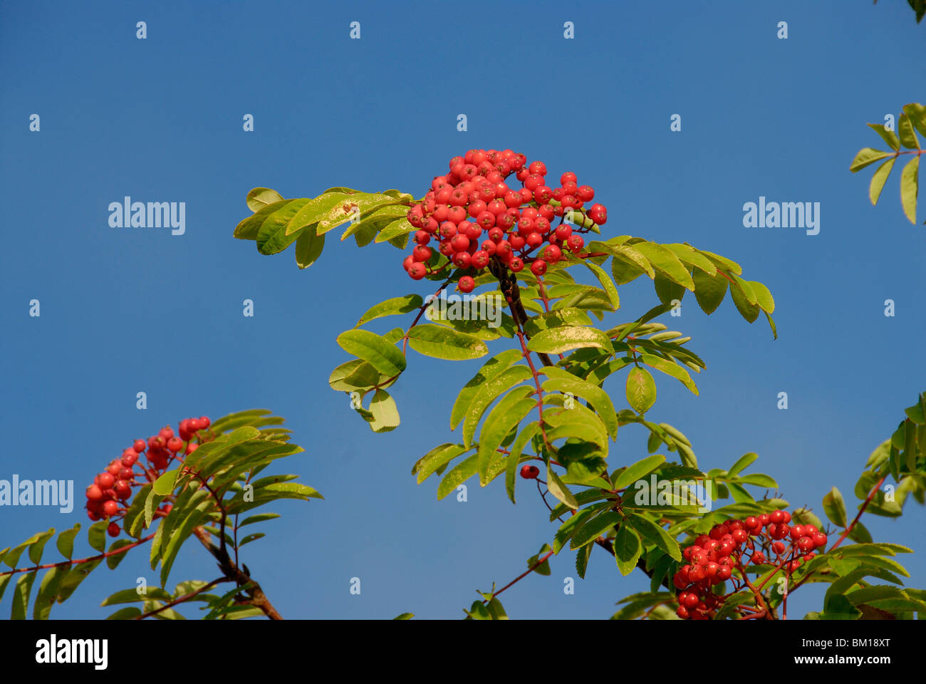 Sorbus aucuparia, Rowan or European Rowan Stock Photo - Alamy