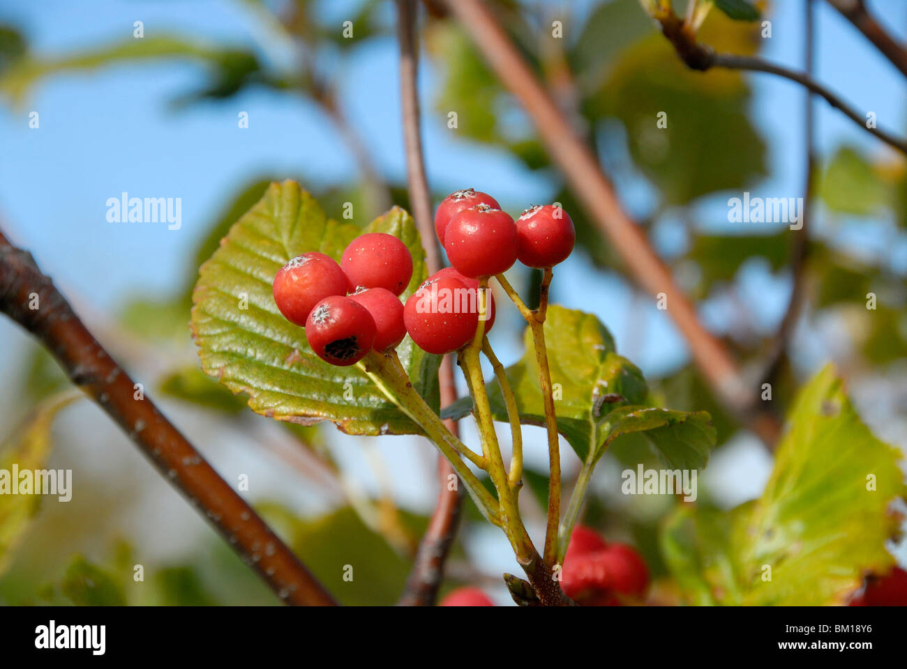 Sorbus aria, Common Whitebeam Stock Photo - Alamy