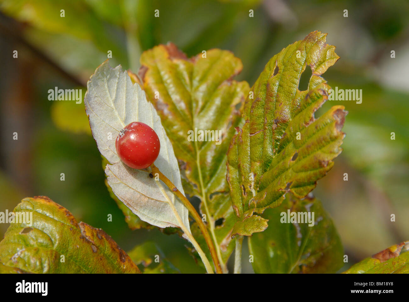 Sorbus aria, Common Whitebeam Stock Photo - Alamy