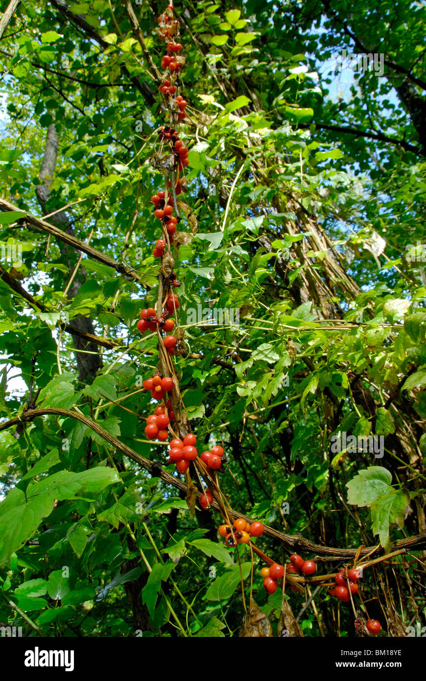 Tamus communis, Black Bryony Stock Photo - Alamy